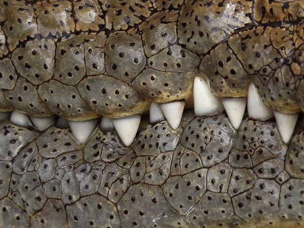 My, what big and pointy teeth you have [Amazing Photo of the Day] | dotTech