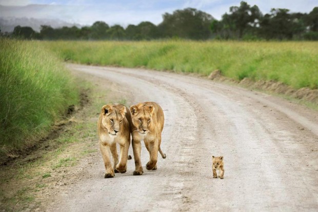 Stunning photo of lions out on a stroll in the middle of a road ...
