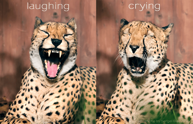 How to tell if a cheetah is laughing or crying [Amazing Photo of the ...
