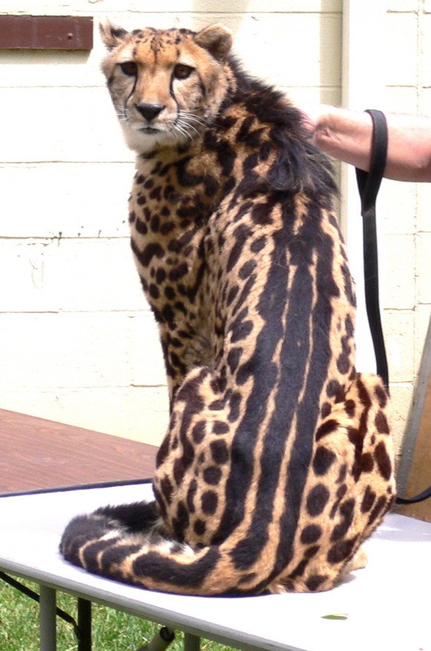 Check out the King Cheetah, an extremely rare type of cheetah spotted ...