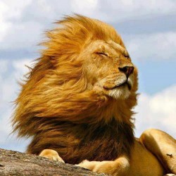 Even lions enjoy fresh air… [Amazing Photo of the Day] | dotTech