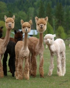 An alpaca without hair looks… weird [Amazing Photo of the Day] | dotTech