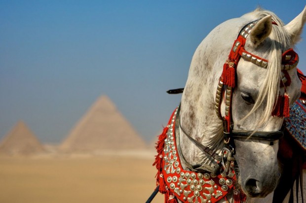 Arabian horse in front of Great Pyramids of Giza [Amazing Photo of the ...