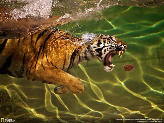 Hungry tiger goes for a swim to grab a piece of meat [Amazing Photo of ...