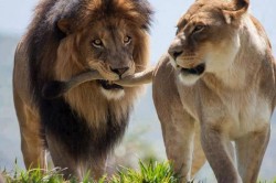 This is how lions flirt [Amazing Photo of the Day] | dotTech