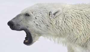 Man is attacked by polar bear, saves himself by scaring bear with phone ...