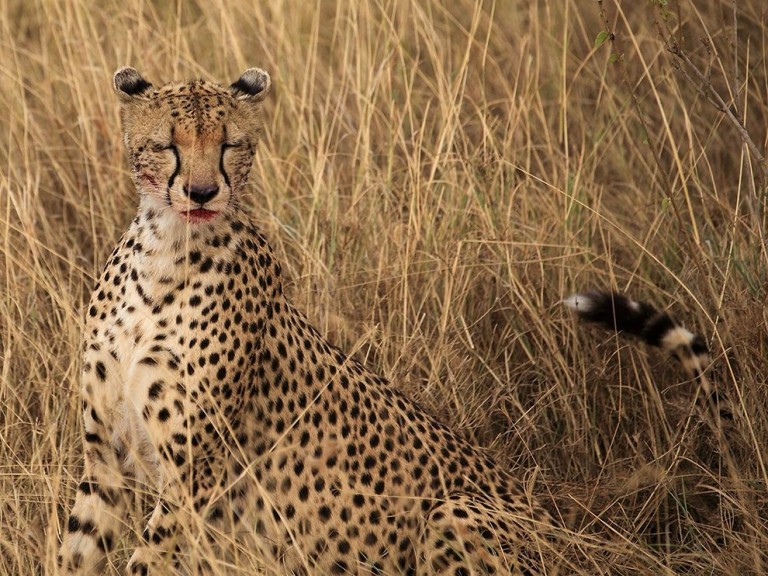 A cheetah after feasting on a gazelle [Amazing Photo of the Day] | dotTech