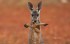 This kangaroo is gangstalicious [Amazing Photo of the Day] | dotTech