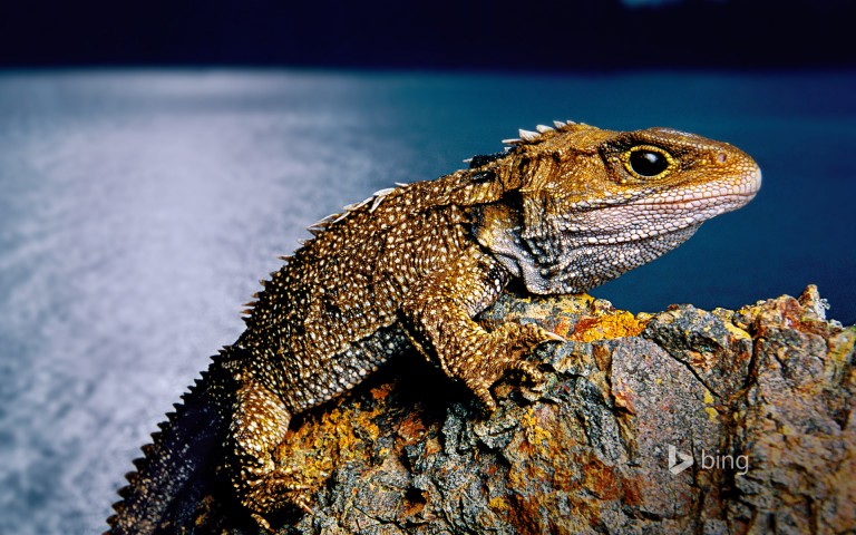 Tuatara [Amazing Photo of the Day] | dotTech